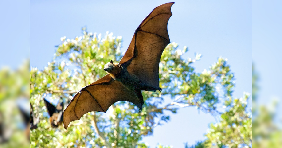 Amazing Facts About Bats