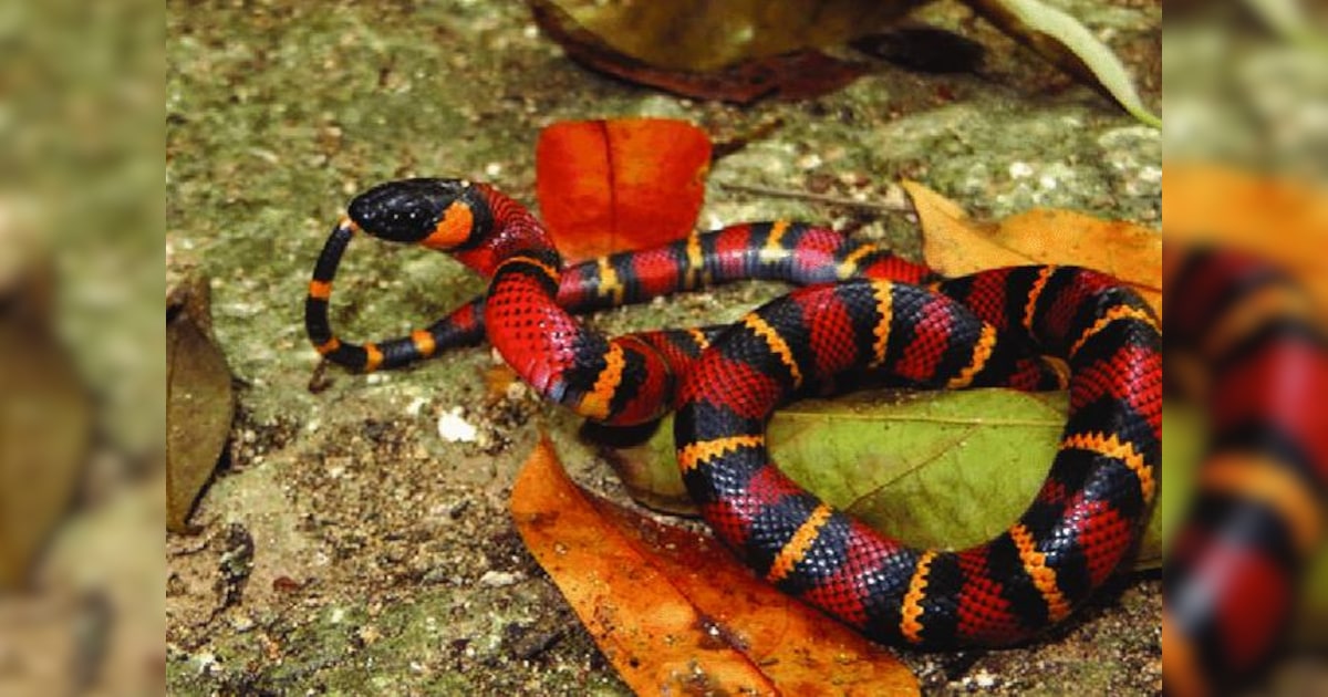Milk Snake: Non-Venomous, Yet Dangerous