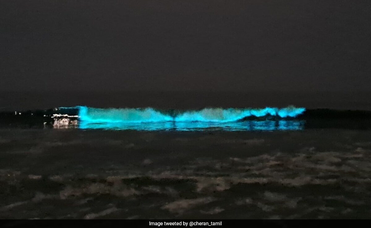 Chennai Beach Illuminated by Glowing Blue Waves At Night: ''Magical Show''