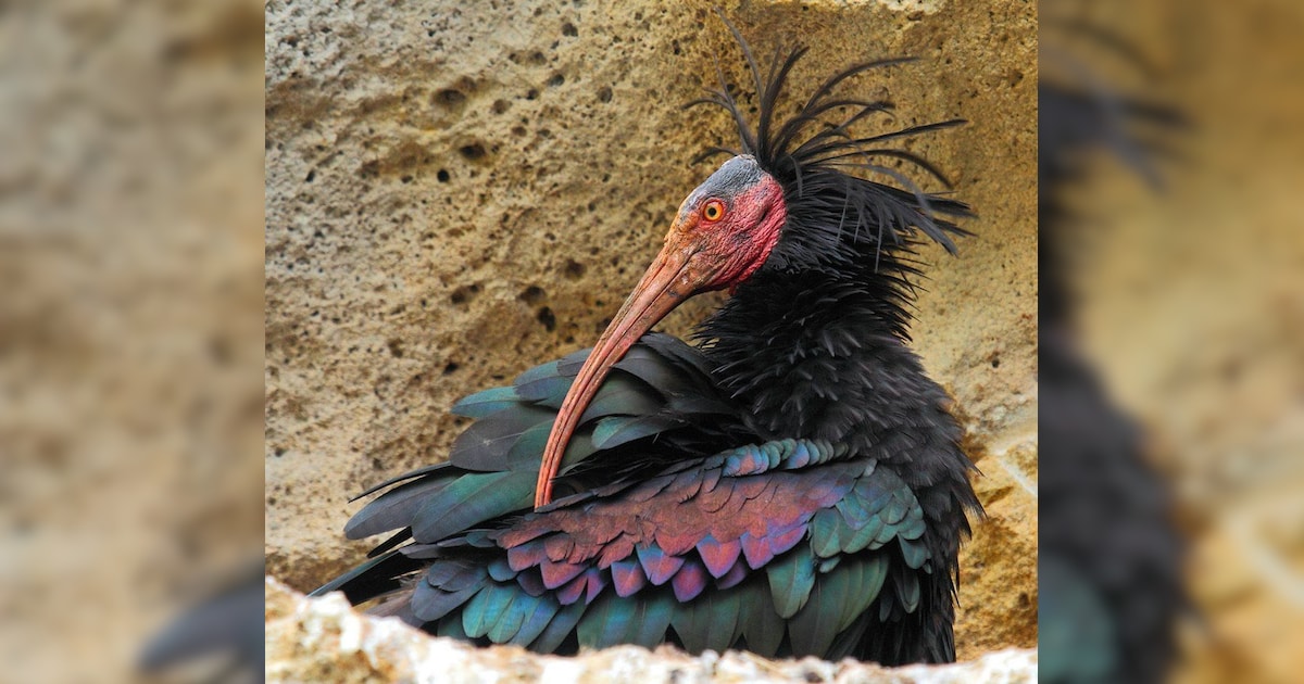 Once Believed Extinct, This Bird Returned After 300 Years