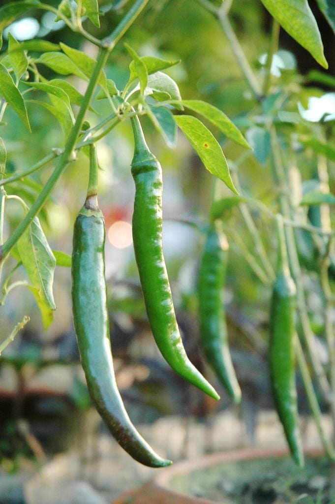 5 Simple Tips For Storing Green Chillies
