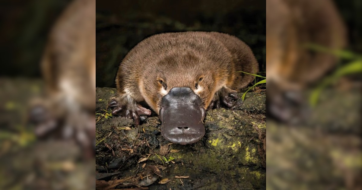 Meet The World's Most Confusing Animal