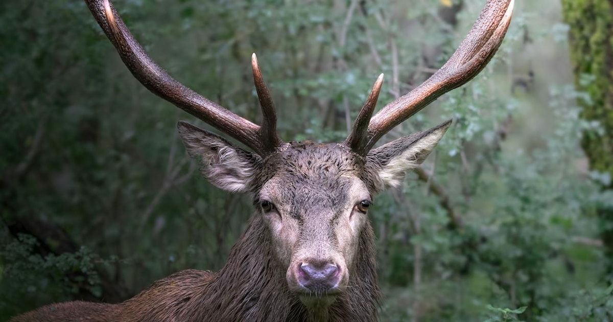 10 Largest Deer Species In The World
