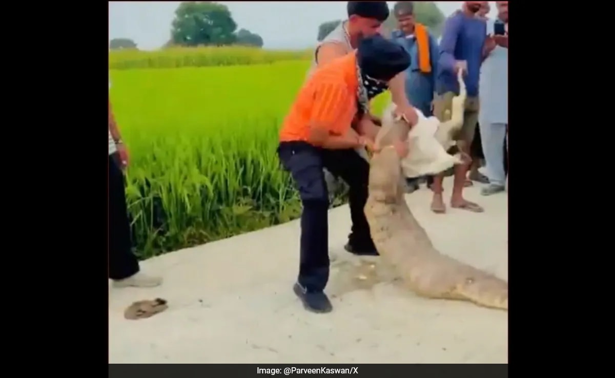 Video: Nilgai Calf Swallowed By Python, Locals Come To Rescue. This Happened Next