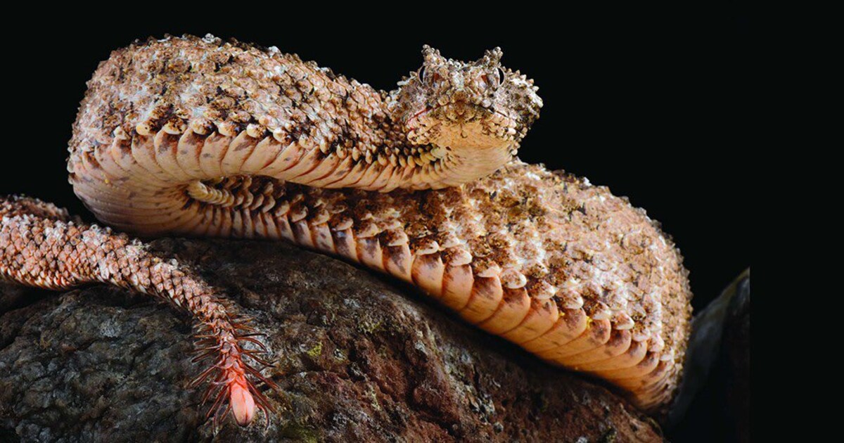 Snake That Mimics A Spider To Fool Its Prey