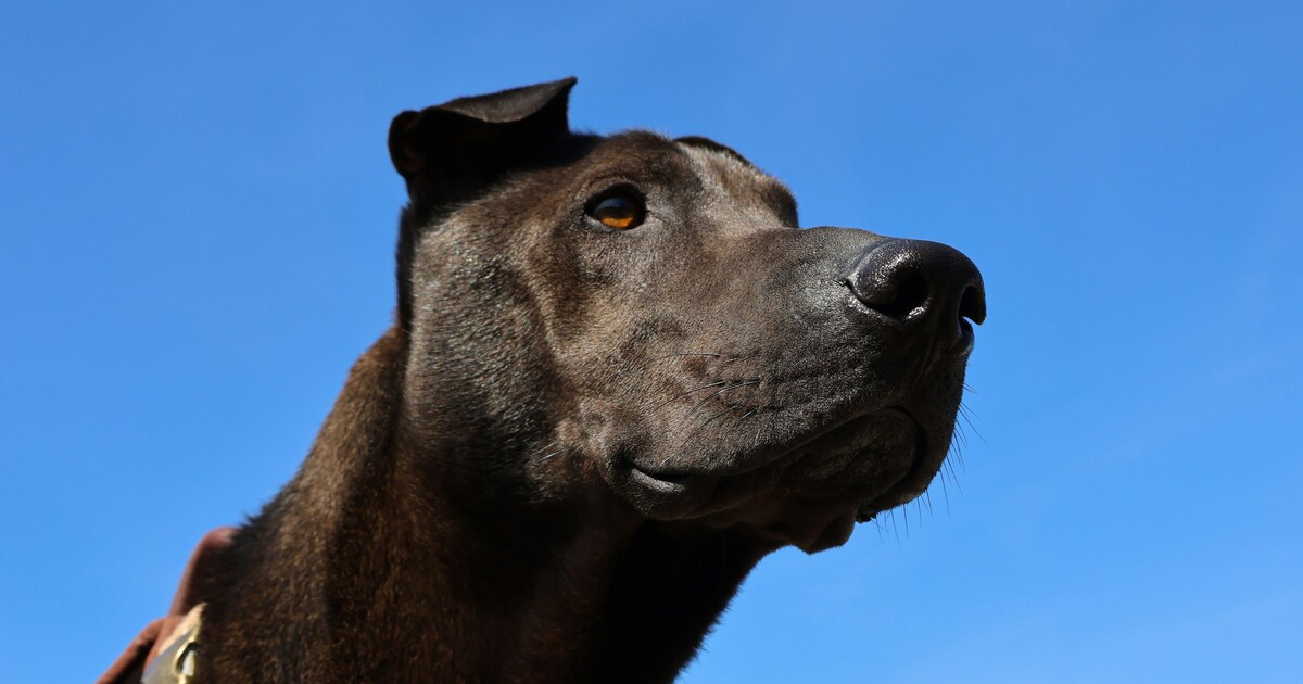 5 Most Athletic Dog Breeds