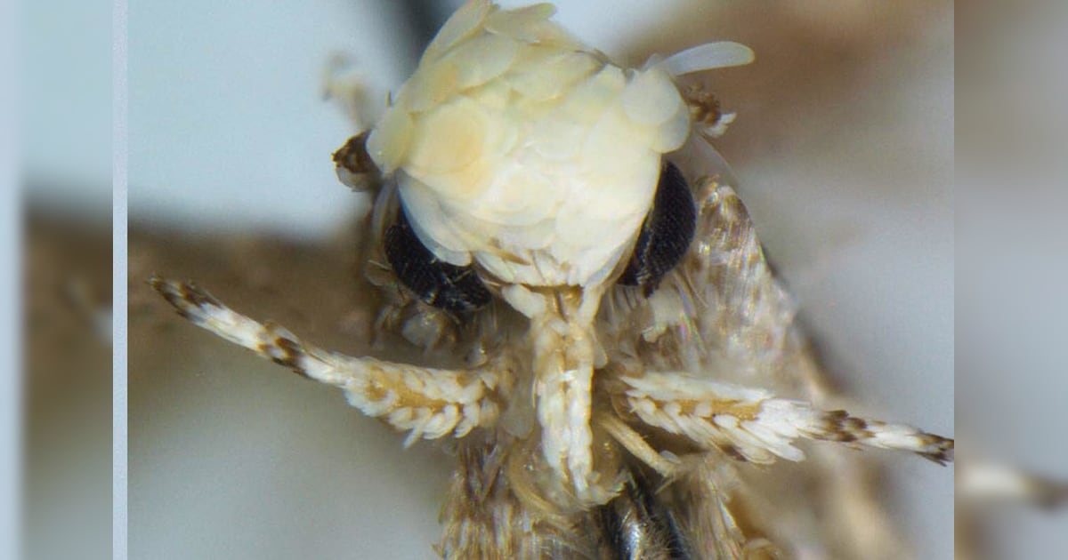 Meet The Animal Named After Donald Trump