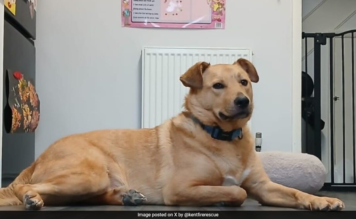 Dog Accidentally Starts Kitchen Fire By Turning On Toaster In UK