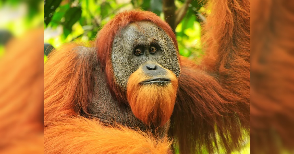 Animals That Have Cooler Beards Than You