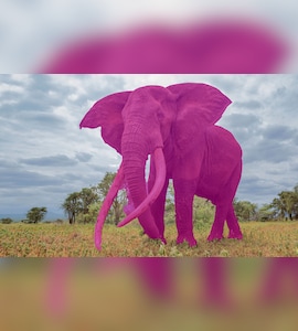 pink elephant rules