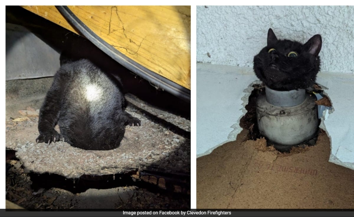 Cat Gets Stuck In Drainpipe With Head Sticking Out, Rescued By Firefighters