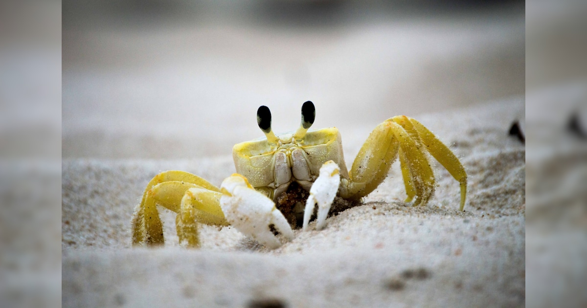 Why Crabs Walk Sideways