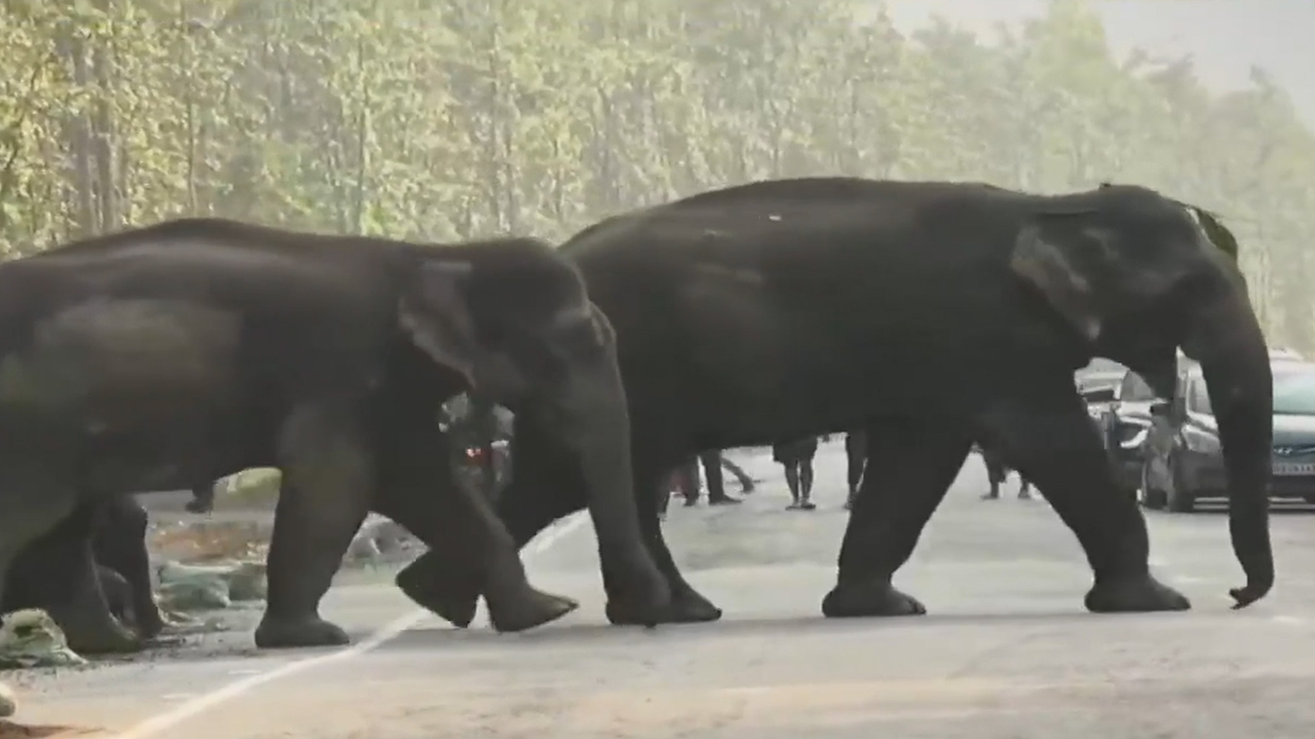 Man Vs Elephant: In Paddy Harvest Season, Conflict Gets Intense