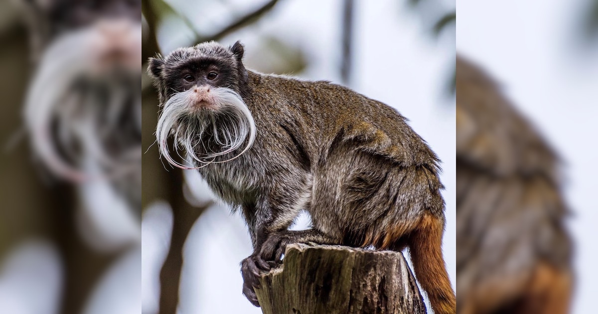 Animals That Sport Classy Moustaches