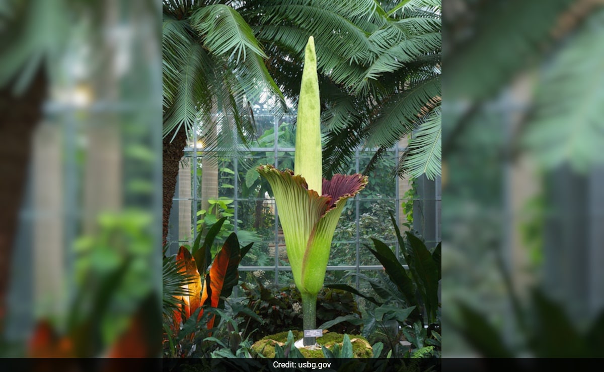 Geelong, Corpse Flower: In This Australian City, Thousands Line Up To ...