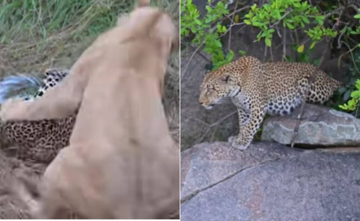 शावकों को बचाने के लिए जान पर खेल गई मां तेंदुआ, शेरनी ने दबोचकर खूब पटका, मौका पाते ही तेंदुए ...