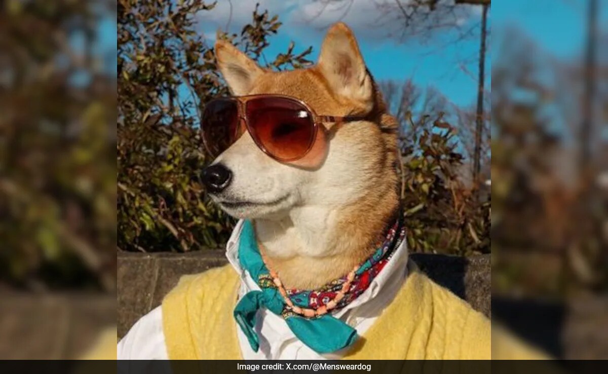 'Bodhi', The Fashionable Shiba Inu Who Redefined Canine Style, Dies At 15