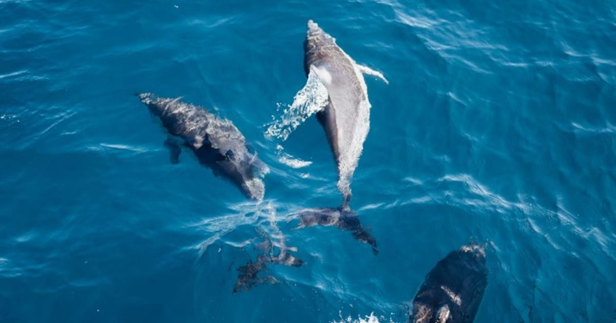 Animals That Can Hear Ultrasonic Sounds