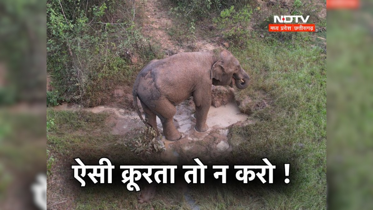 दर्दनाक ! 'पोटाश बम' खाने से हाथी का बच्चा घायल, वन विभाग ने किया 10 ...