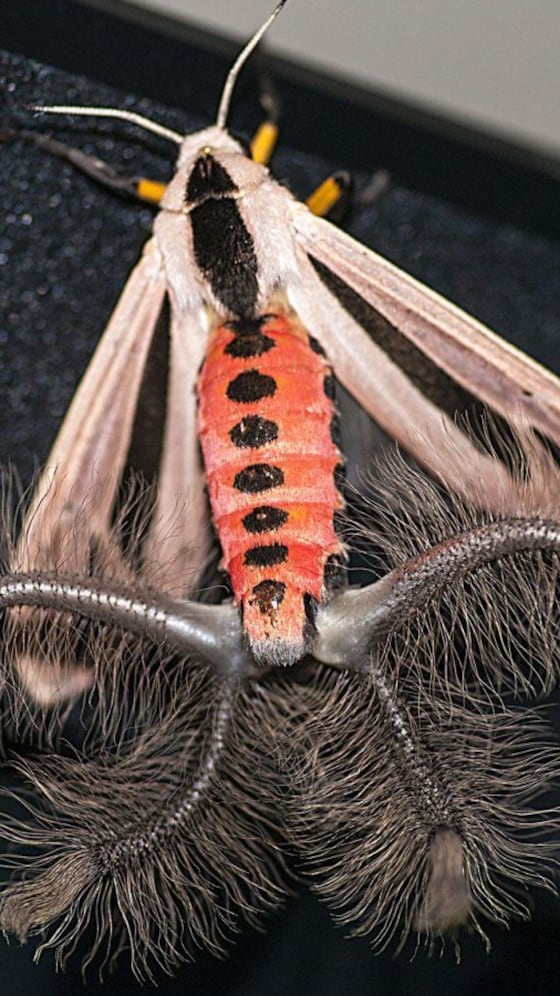baphomet moth