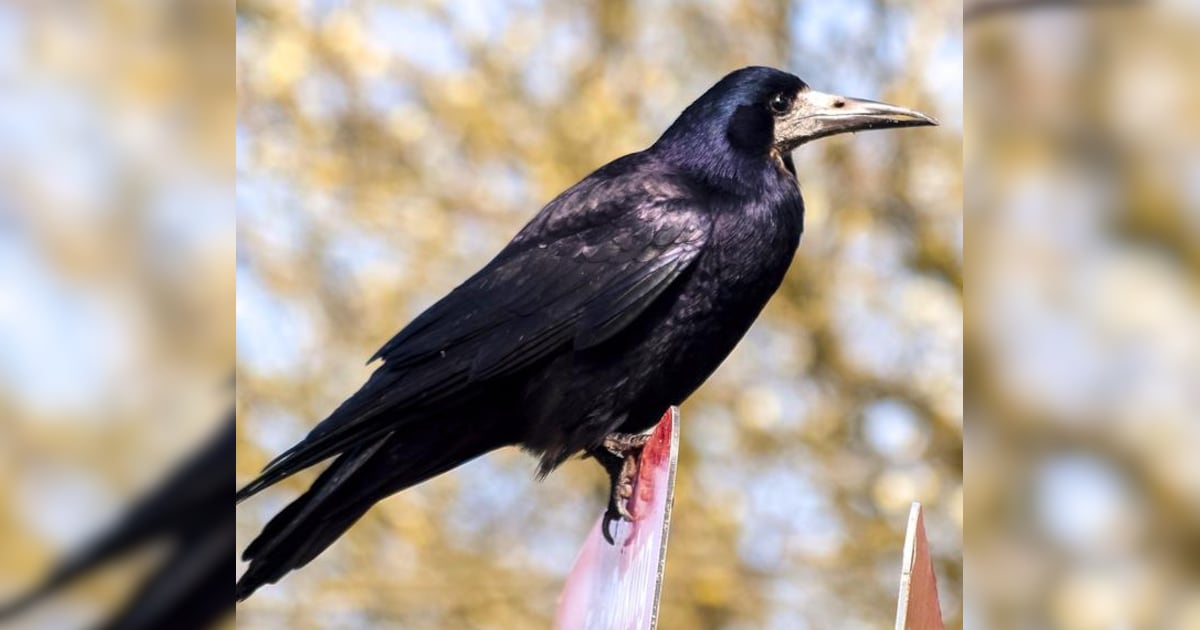Facts About The Remarkable Intelligence Of Crows