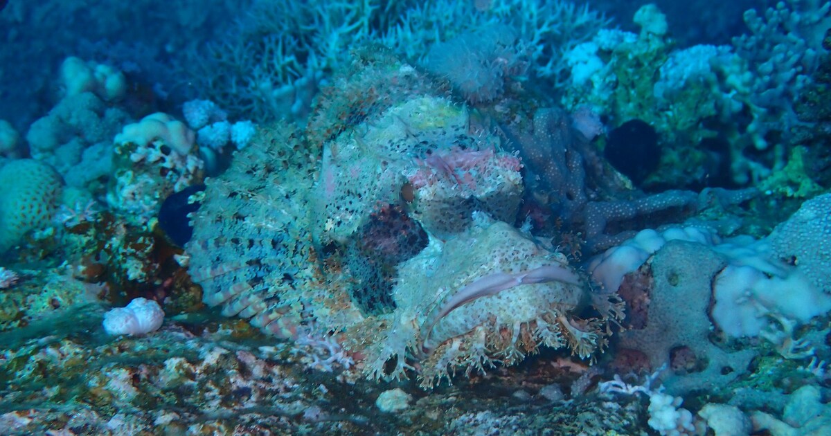 Top 10 Deadliest Fish In The World