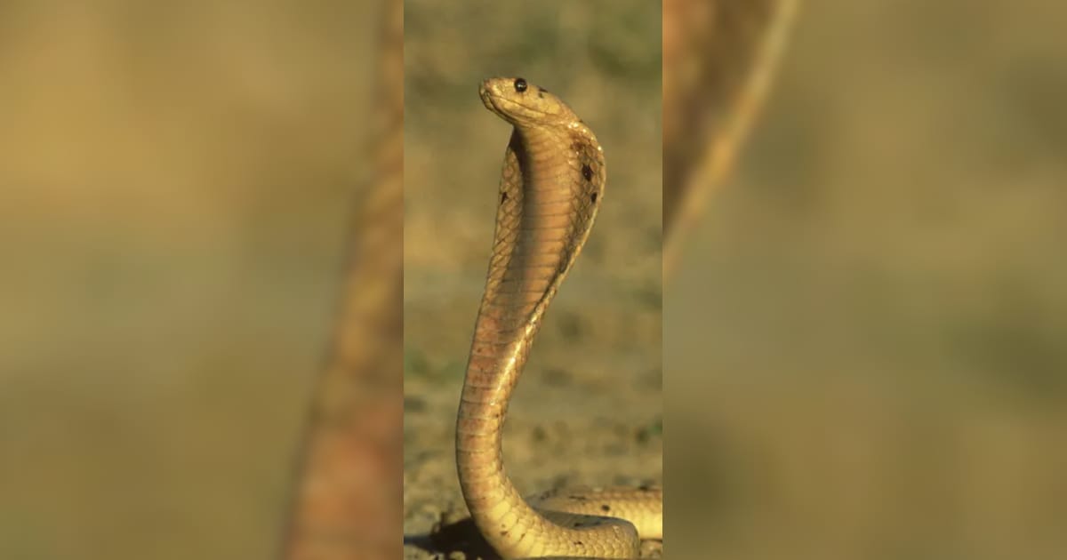 Meet Cape Cobra: Stunning Yet Lethal Predator