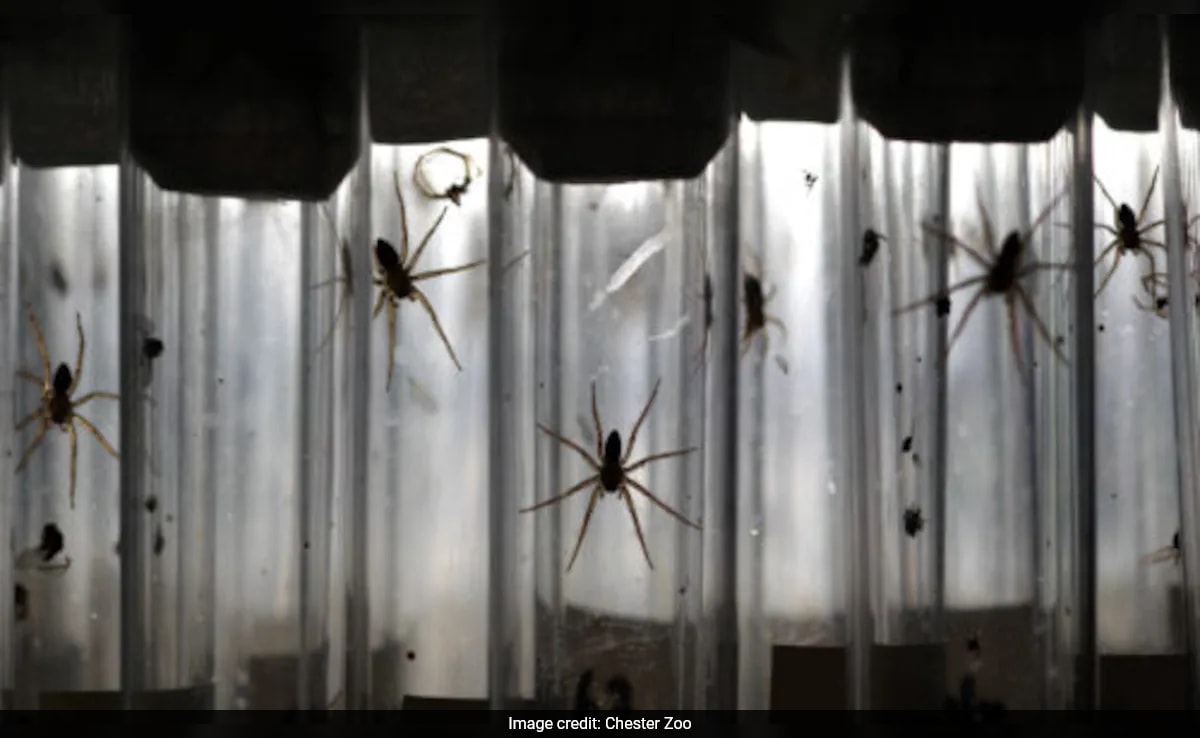 Spiders Roughly The 'Size Of Human Palms' Growing Rapidly In UK
