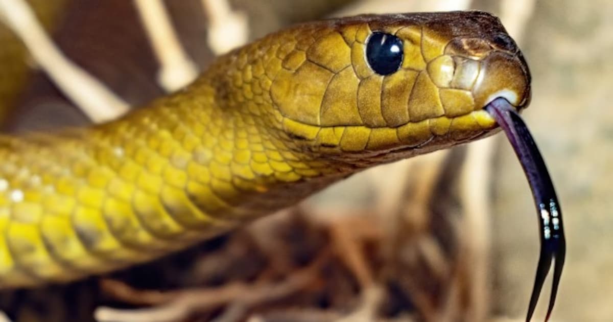 10 Most Dangerous Animals In The World