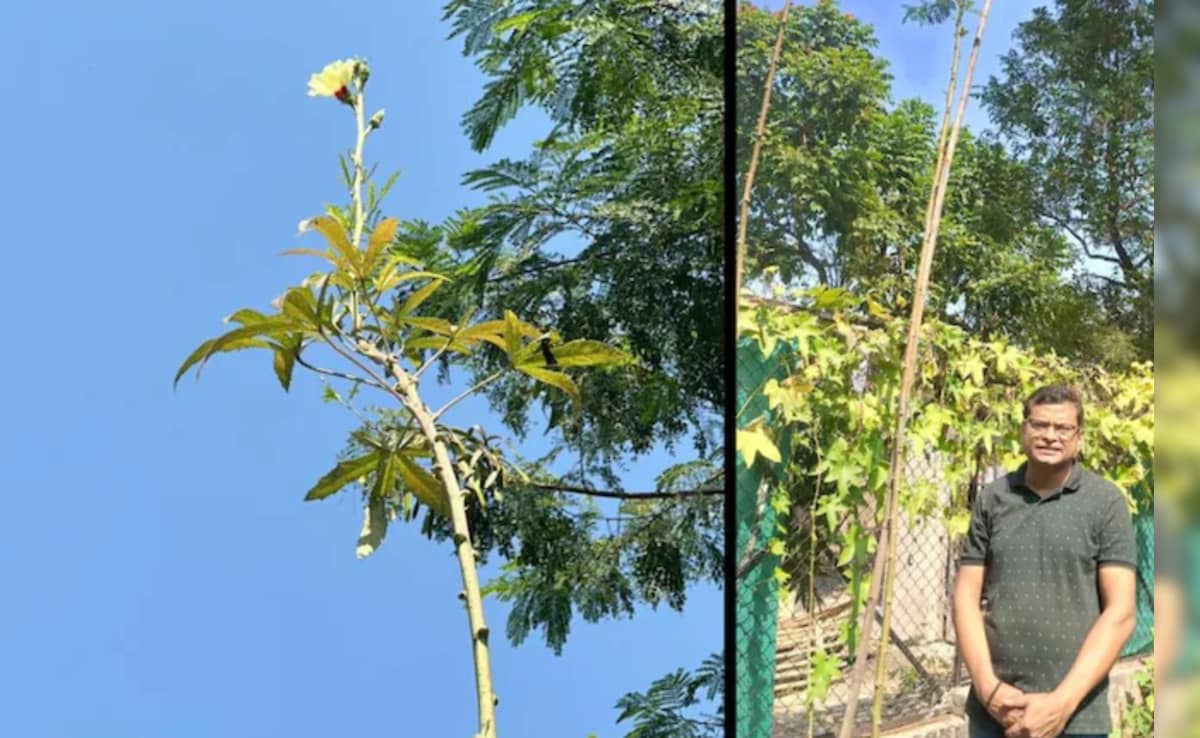 Longest Okara Tree: इस वैज्ञानिक ने घर में उगाया 18 फीट लंबा भिंडी का ...