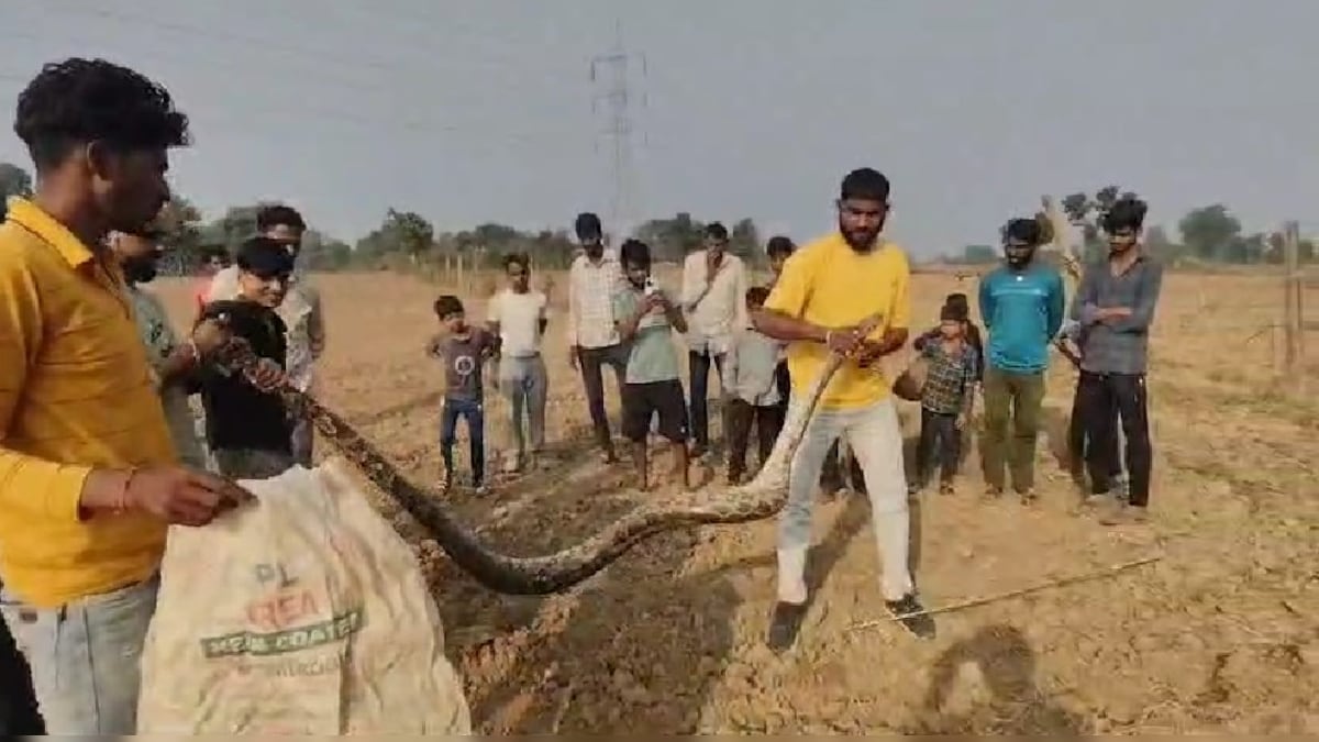 Snake Rescue: टिकमगढ़ में दिखा 15 फिट लंबा अजगर, स्नेक सेवर ने ऐसे किया ...