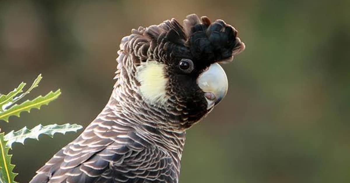 This Endangered Bird Is Among World's Longest-Living Species