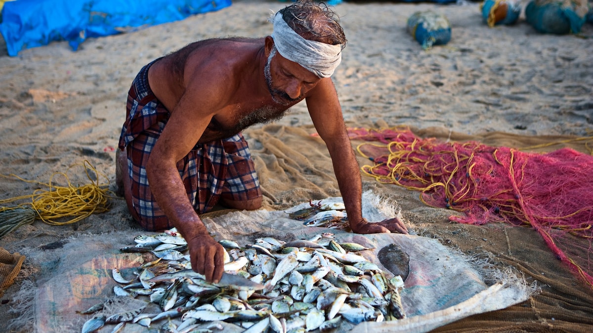 Indias Fish Production Doubles To 17.5 Million Tons In A Decade ...