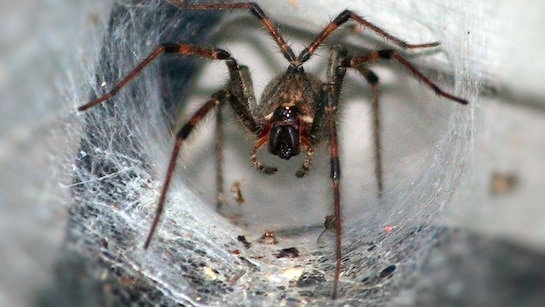 australian spiders