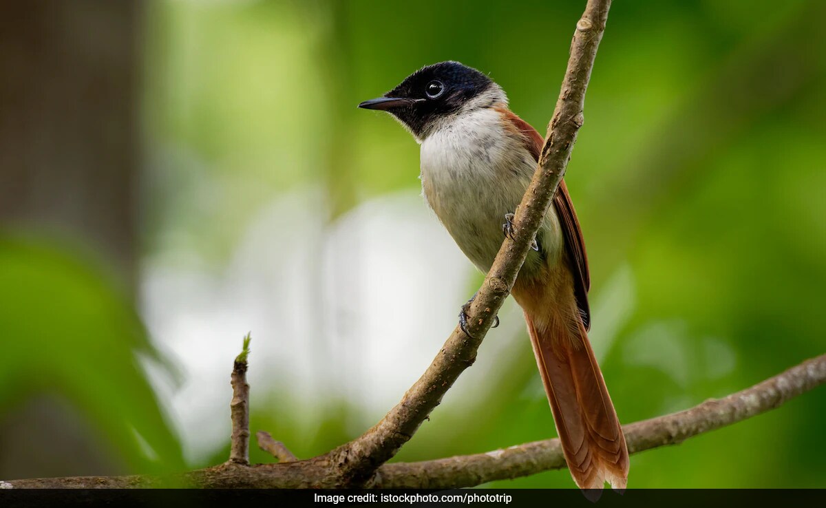 Birds Divorce Too: Extreme Weather Pushes Pairs Past Breaking Point