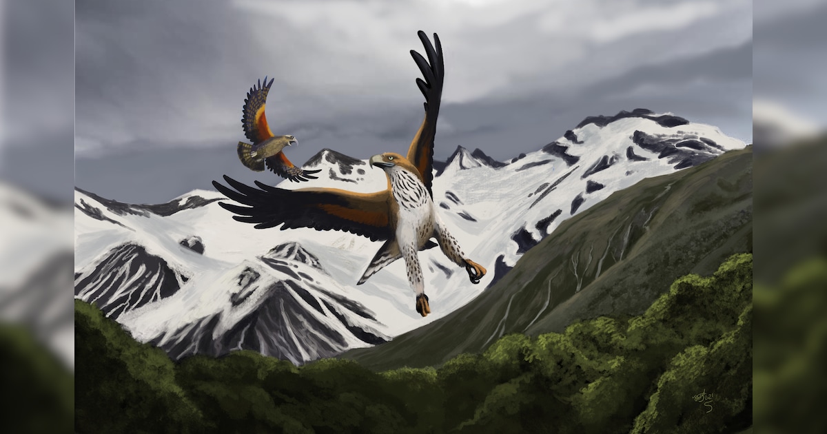 Meet The Largest Eagle Ever: It Went Extinct 500 Years Ago