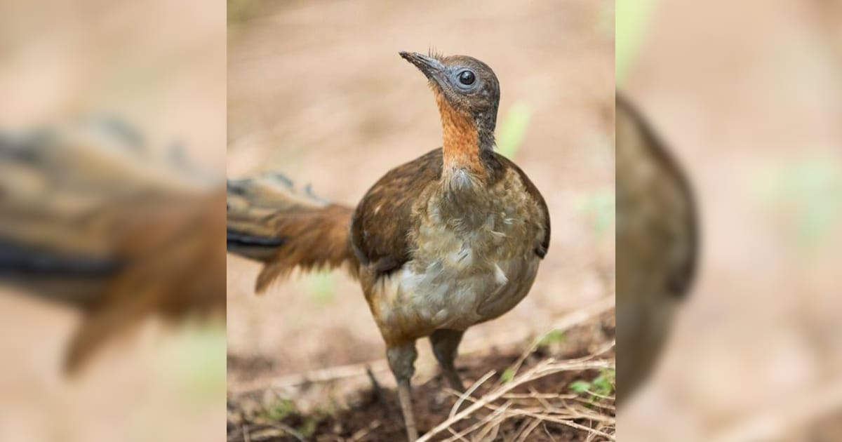 The Bird That Mimics Everything It Hears