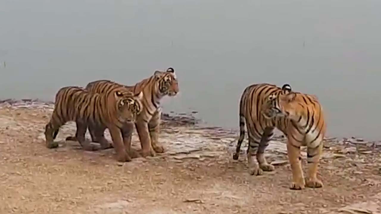 After 25 'Missing' Tigers Report In Rajasthan, 10 Spotted On Camera Traps