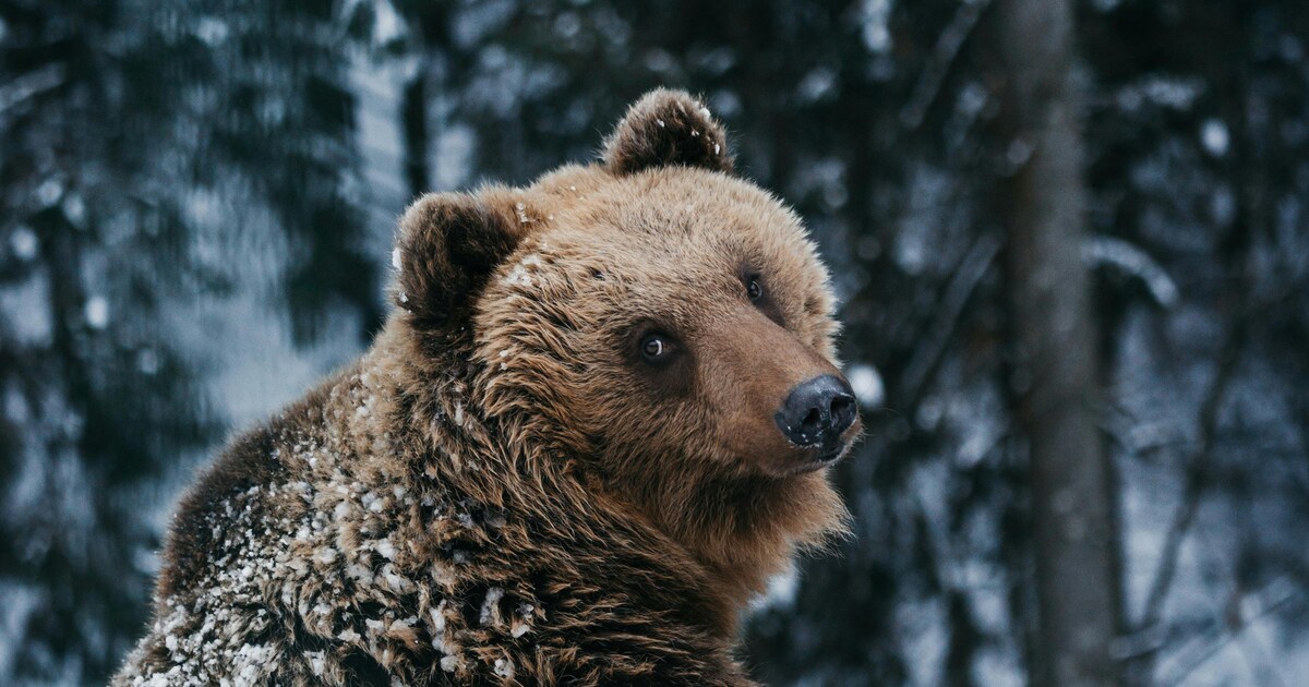 8 Animals That Hibernate In Winter