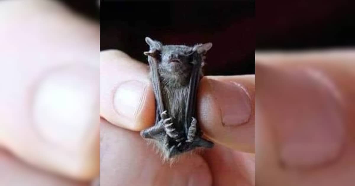 Smallest Mammals In The World