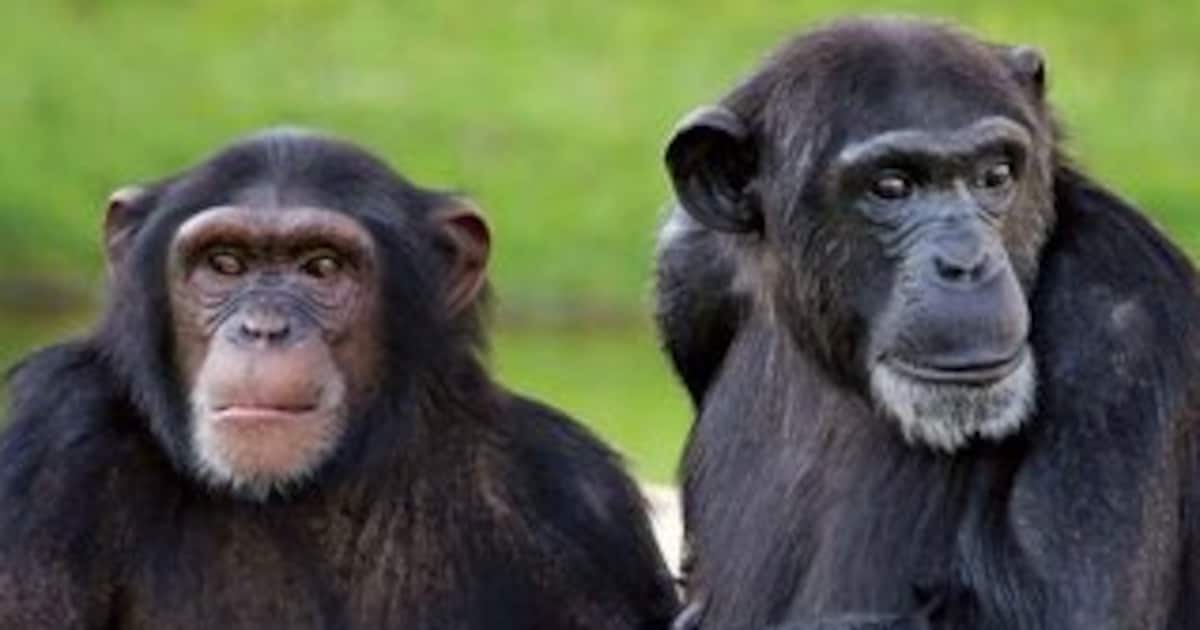 This Animal Uses 'Spears' To Kill Its Prey