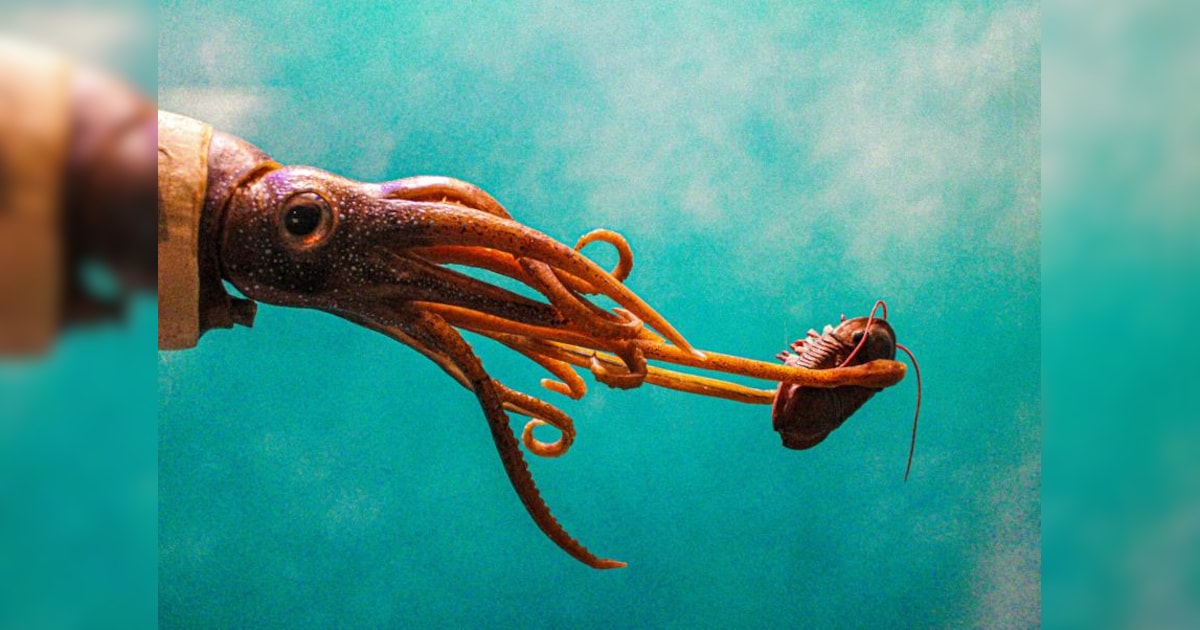 Things You Didn't Know About Squid