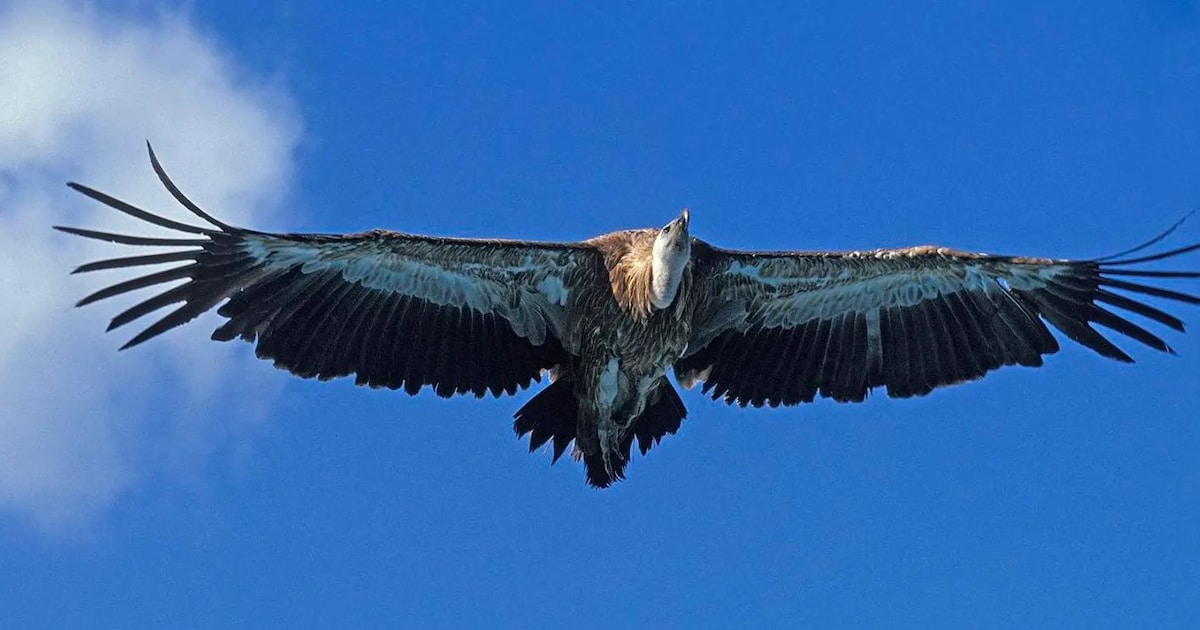 Biggest Flying Birds In The World – NYSNIB