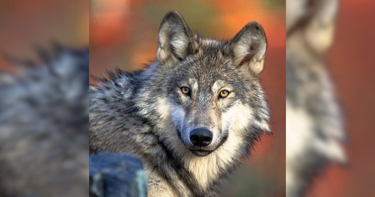 Meet Grey Wolf: World's Largest Canine Apex Predator