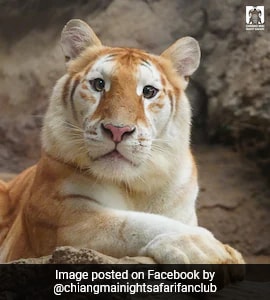Cova Do Tigre