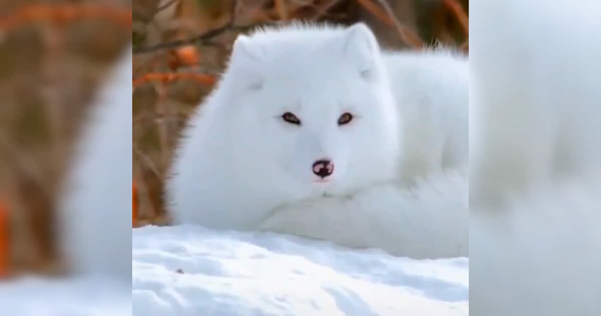 Fluffy Animals Found In The Wild