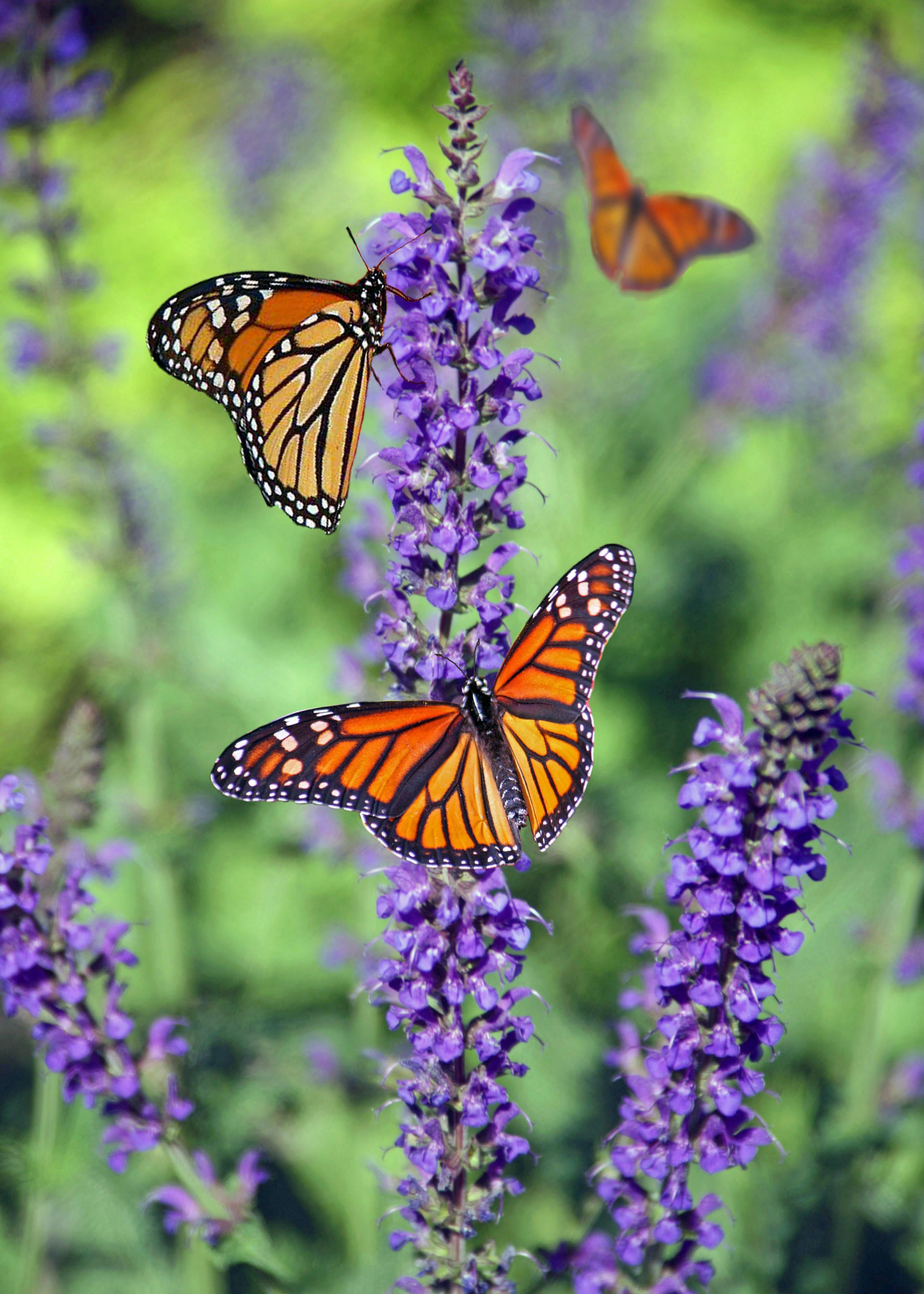 What Is The Most Beautiful Butterfly In The World