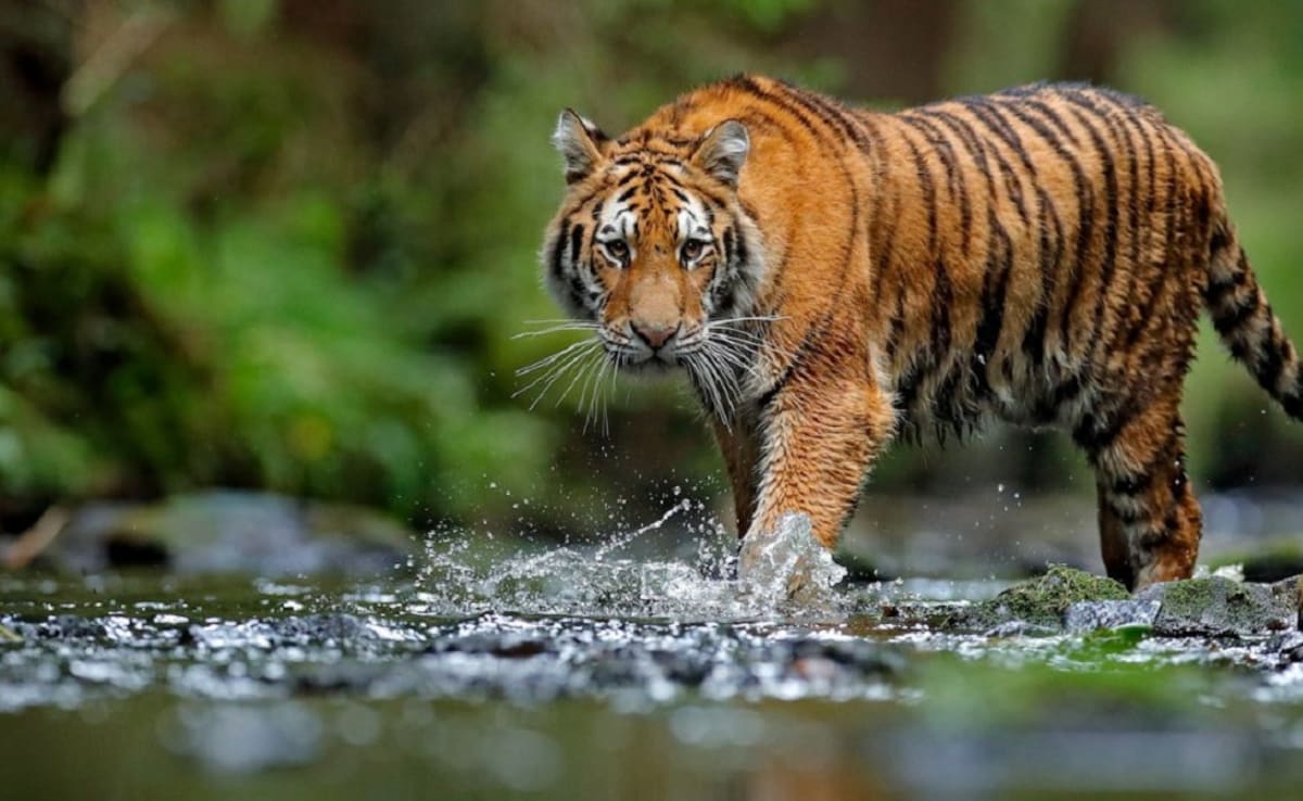Tigers Not Seen In This Country For 70 Years. They Have Now Returned
