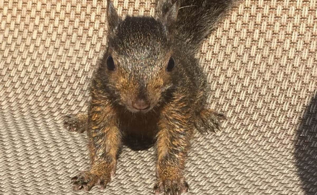 Peanut, The Squirrel With 537,000 Followers On Instagram, Euthanised In US