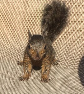 squirrel with rabies behavior